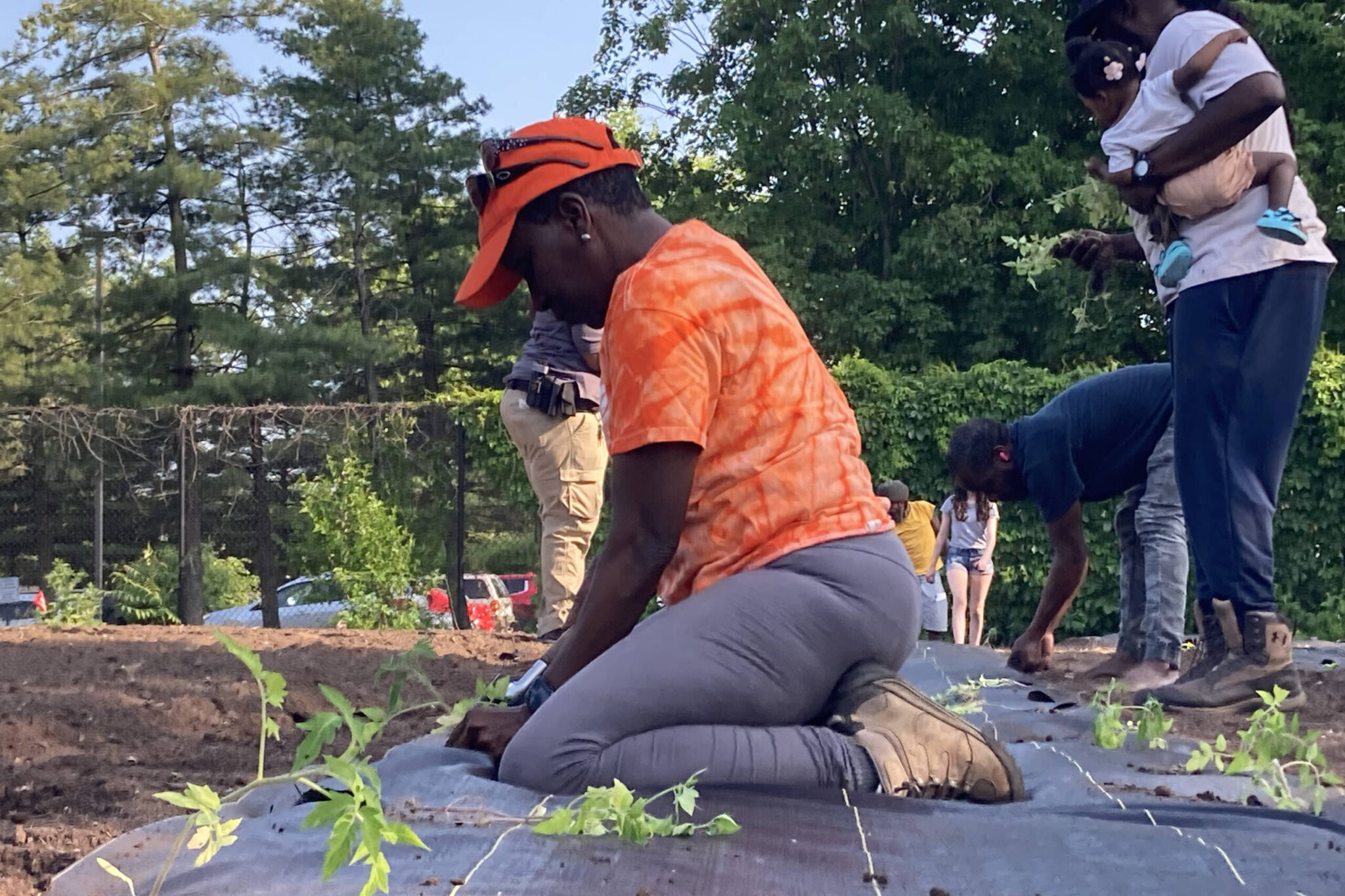 Urban Farming - KNOX Hartford
